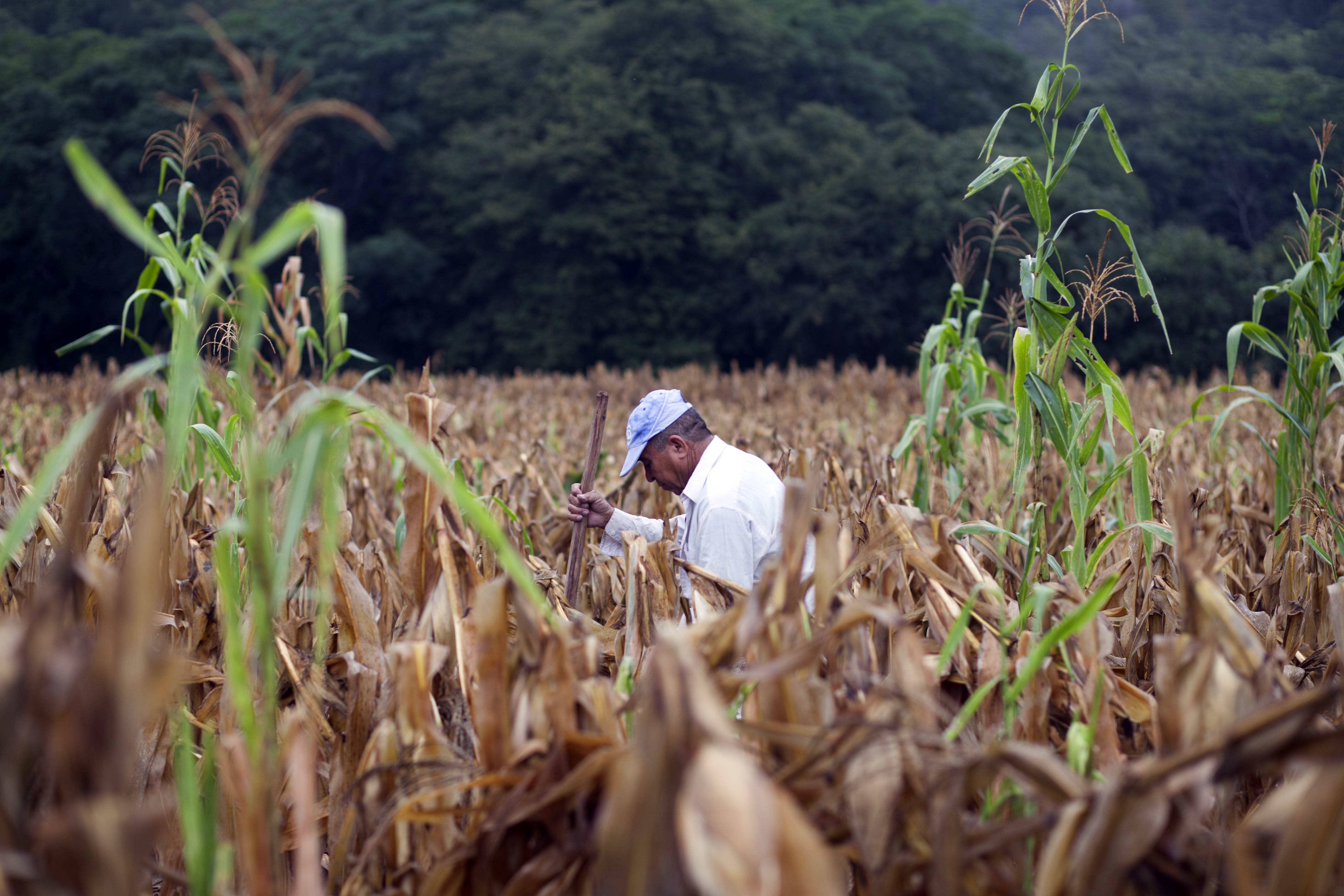 Sequía, Canícula y Cambio Climático en Guatemala | ENTREMUNDOS