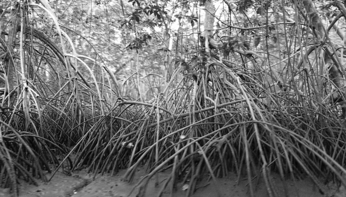 Manglar | ENTREMUNDOS